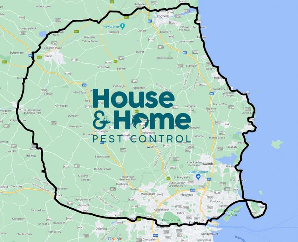 Silverfish – How to Find and Remove Them